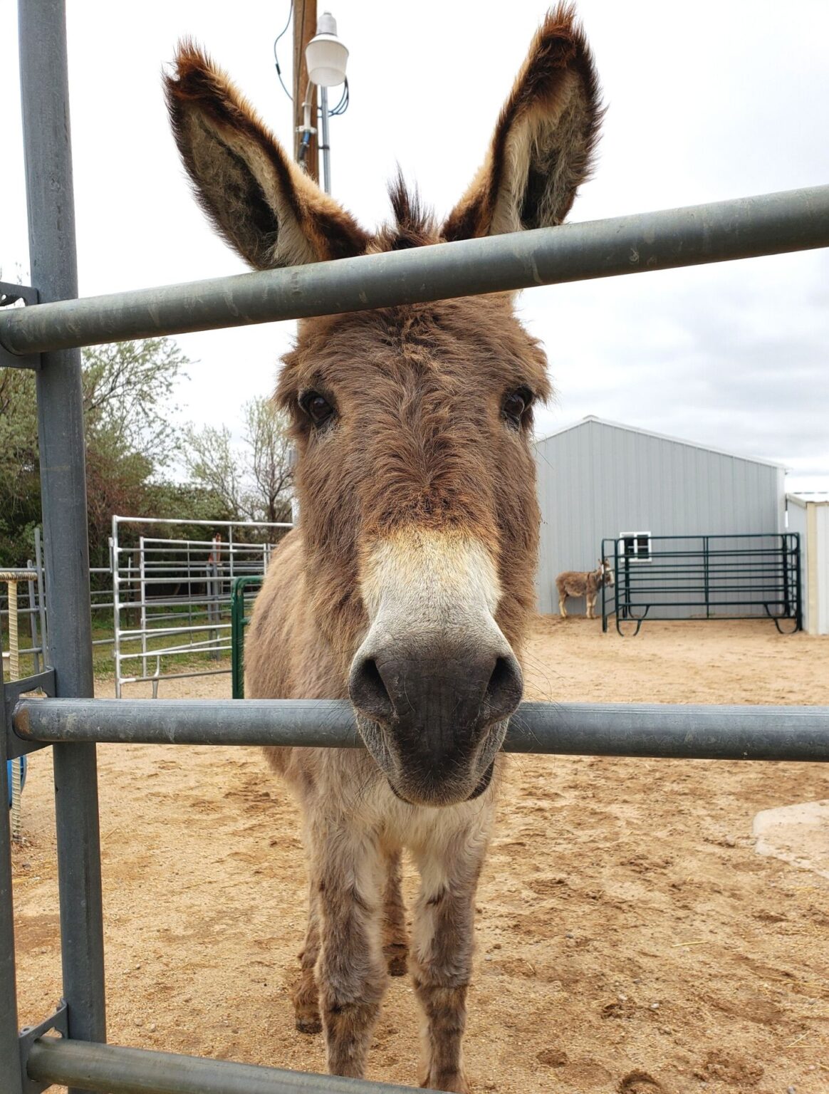 Longhopes Donkey Shelter: A Donkey Sanctuary In Colorado - Buddy The ...