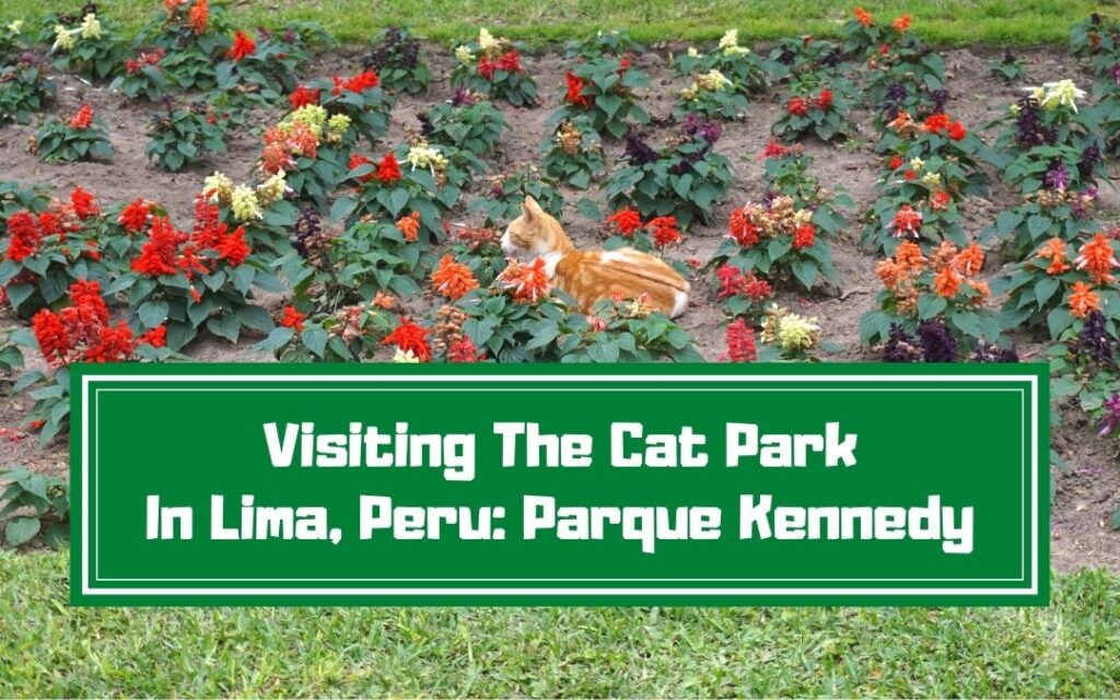 Visiting The Cat Park In Lima, Peru: Parque Kennedy - Buddy The ...