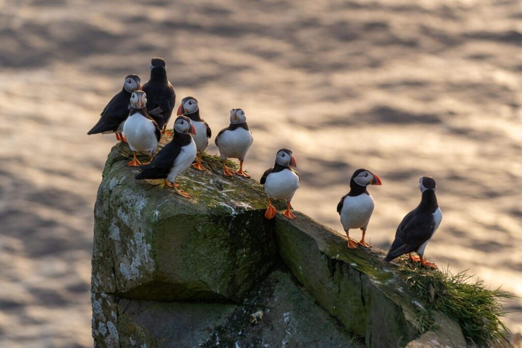 Visiting Mykines Faroe Islands: How To See The Adorable Mykines Puffins ...