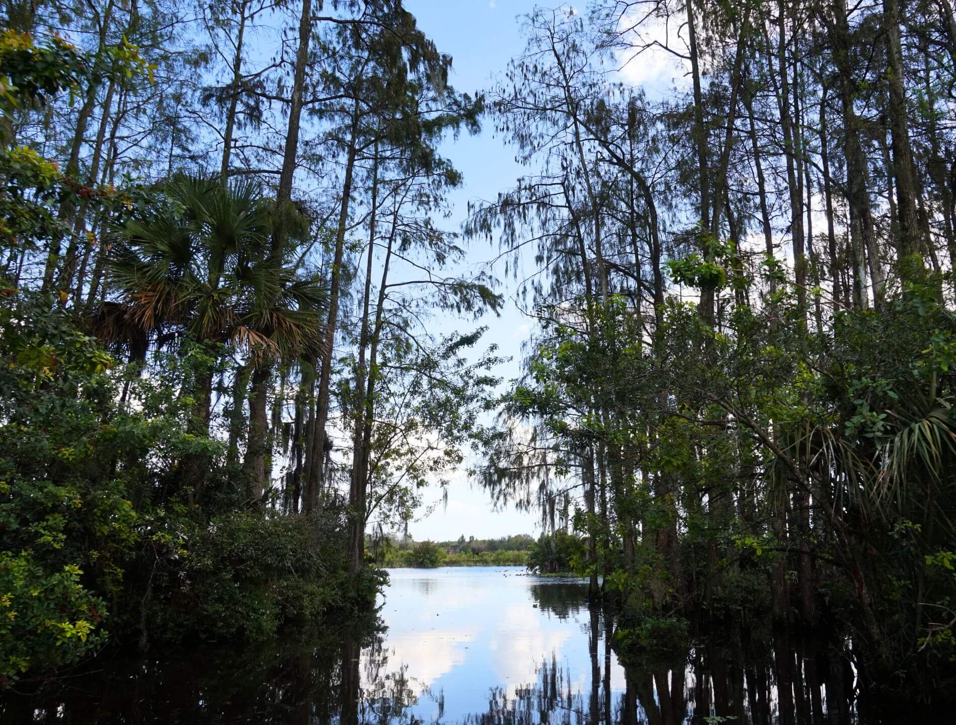 Exploring The Everglades: A Florida Adventure Like No Other - Buddy The ...