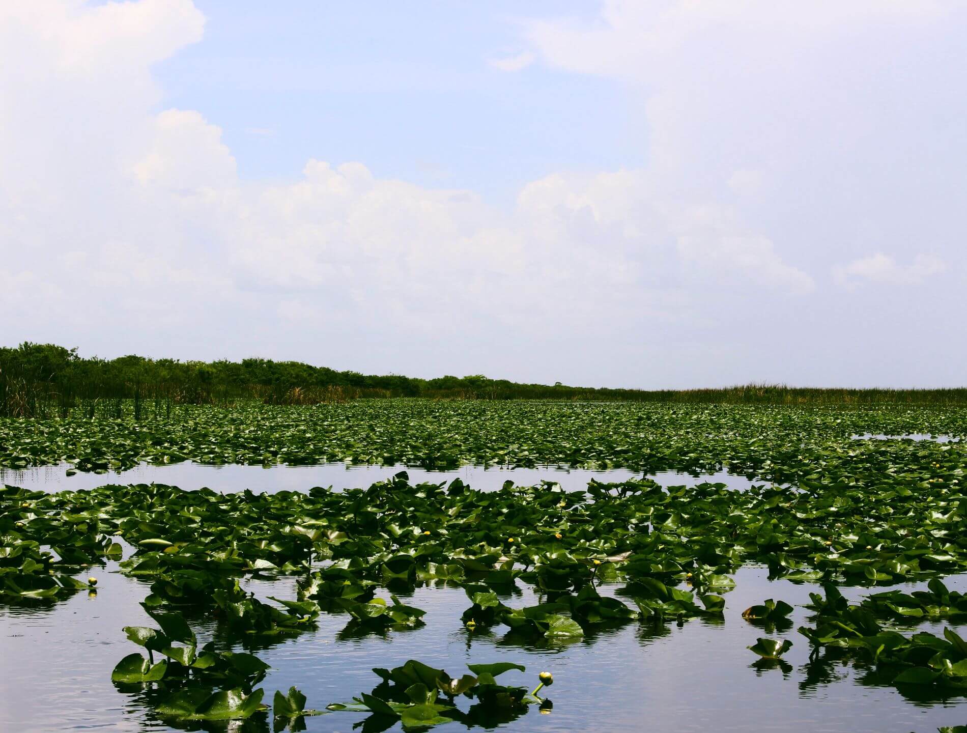 Exploring The Everglades: A Florida Adventure Like No Other - Buddy The ...