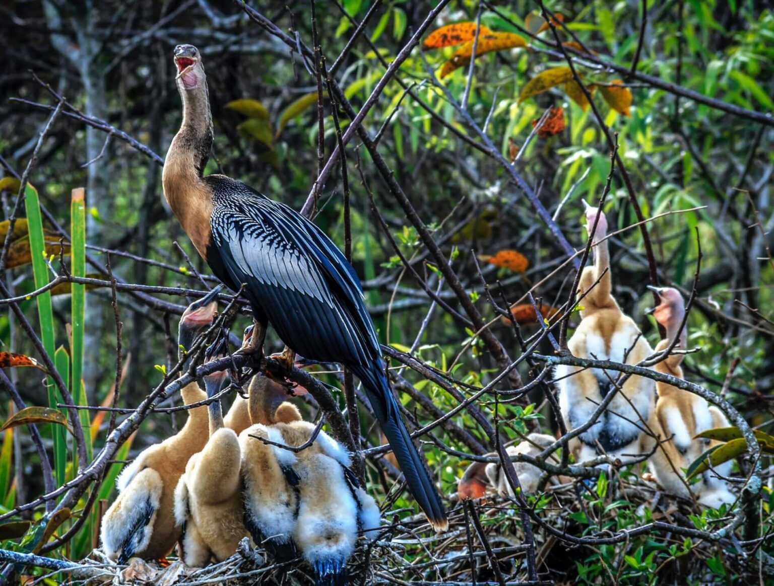 Exploring The Everglades: A Florida Adventure Like No Other - Buddy The ...